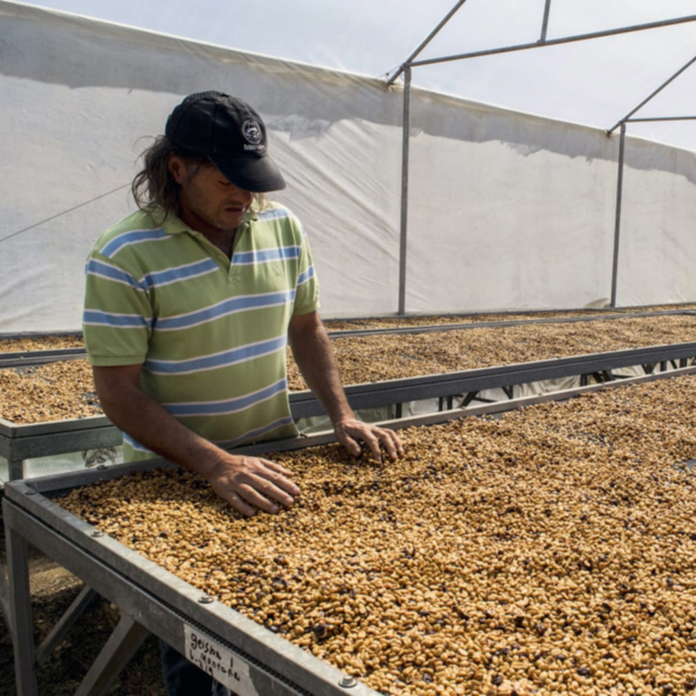 Single Origin | Craft Coffee Roaster