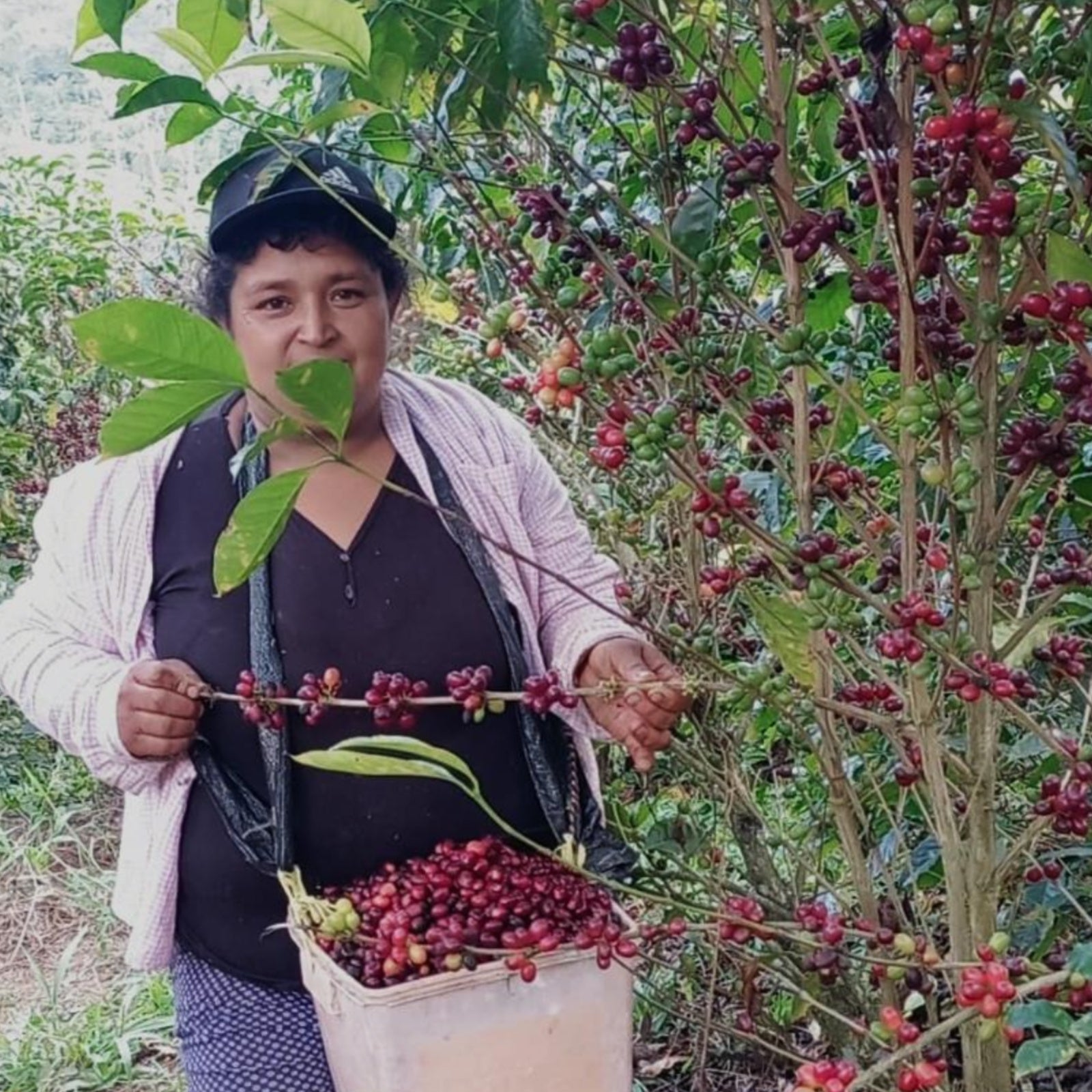 Single Origin | Craft Coffee Roaster