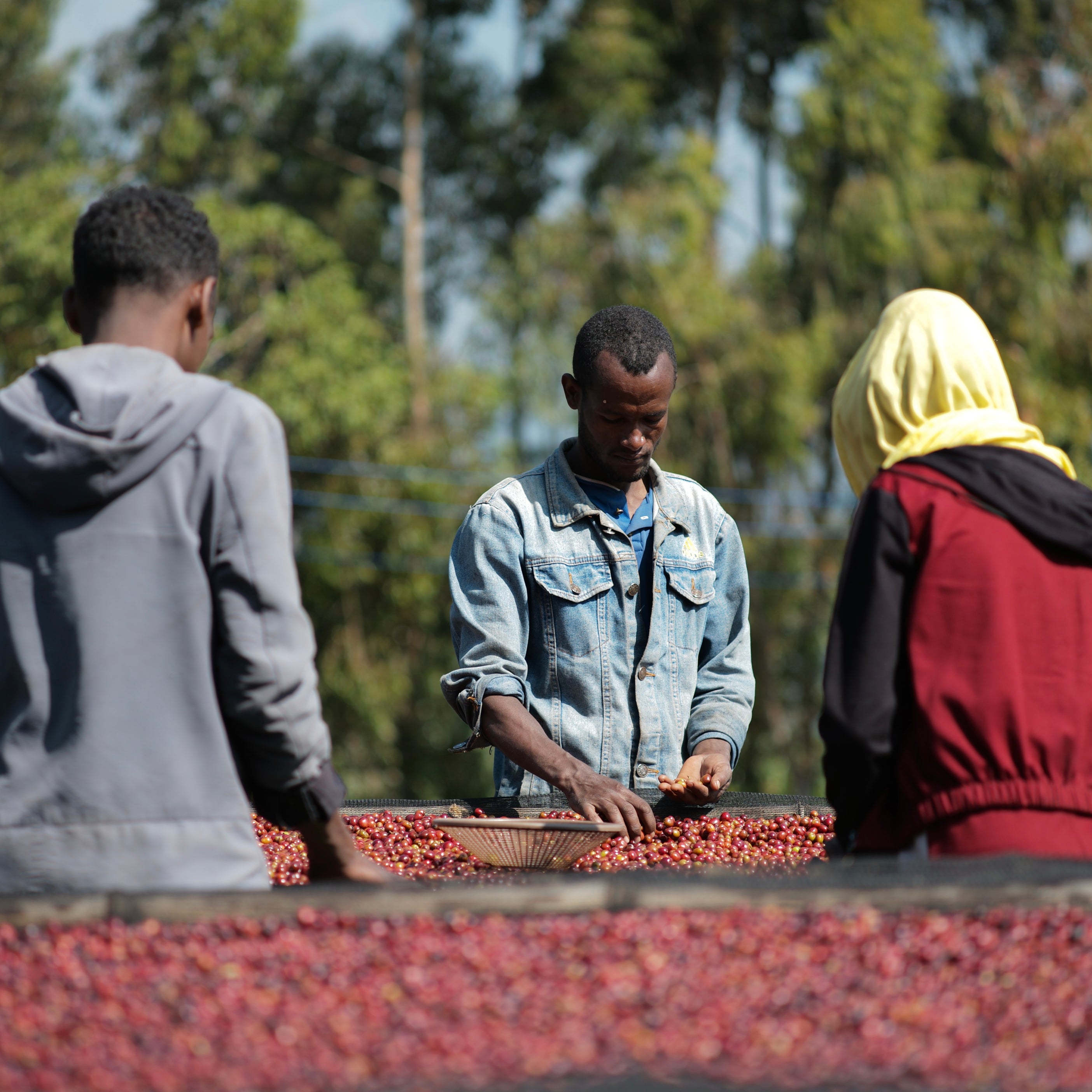 Craft Coffee Roaster | Craft Coffee Roaster