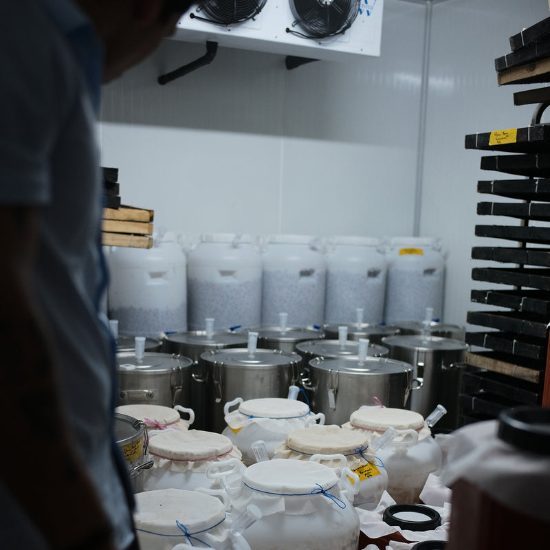 Panama - TNT Coffee Lab x Talamanca Flower Touch Geisha | Craft Coffee ...