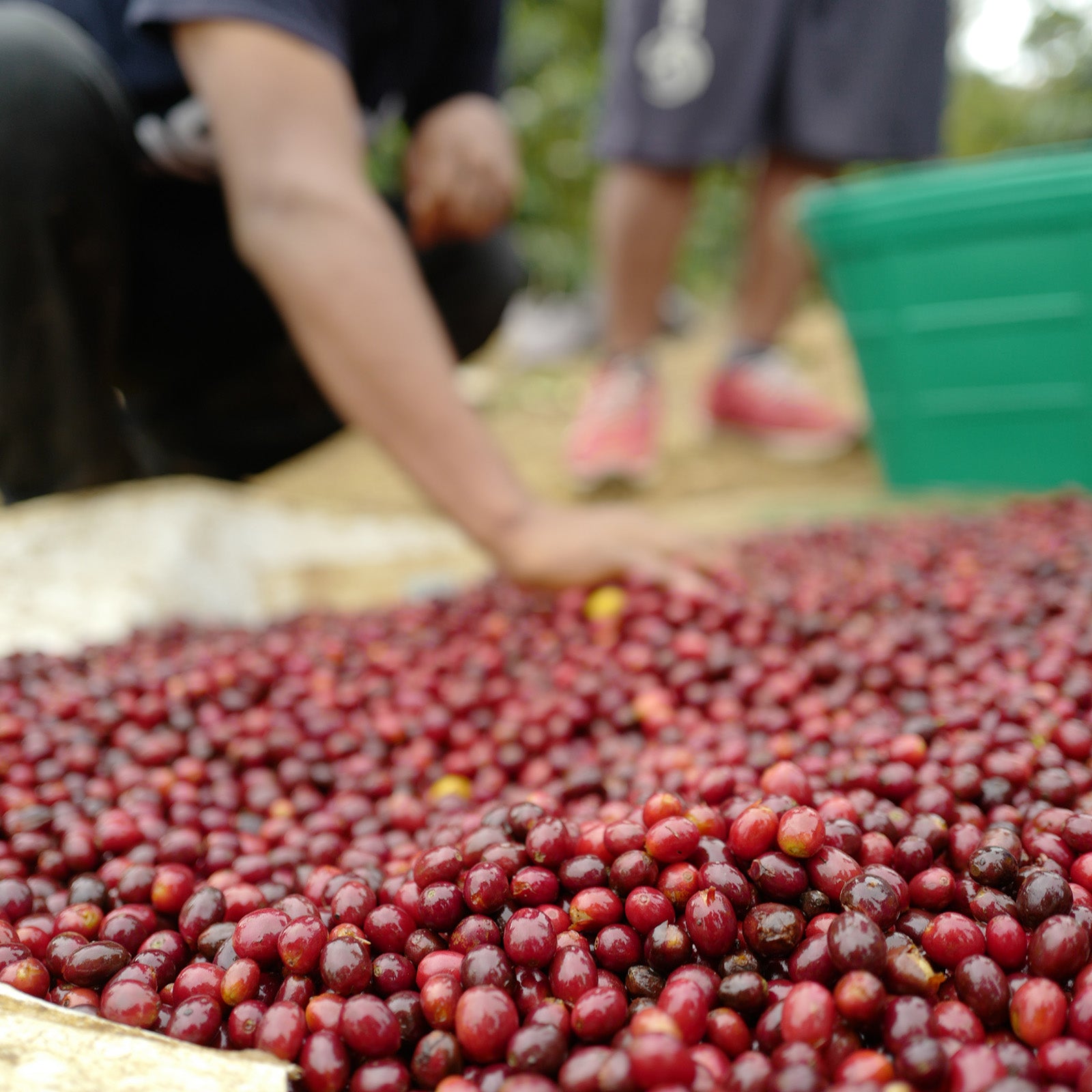 Craft Coffee Roaster | Craft Coffee Roaster