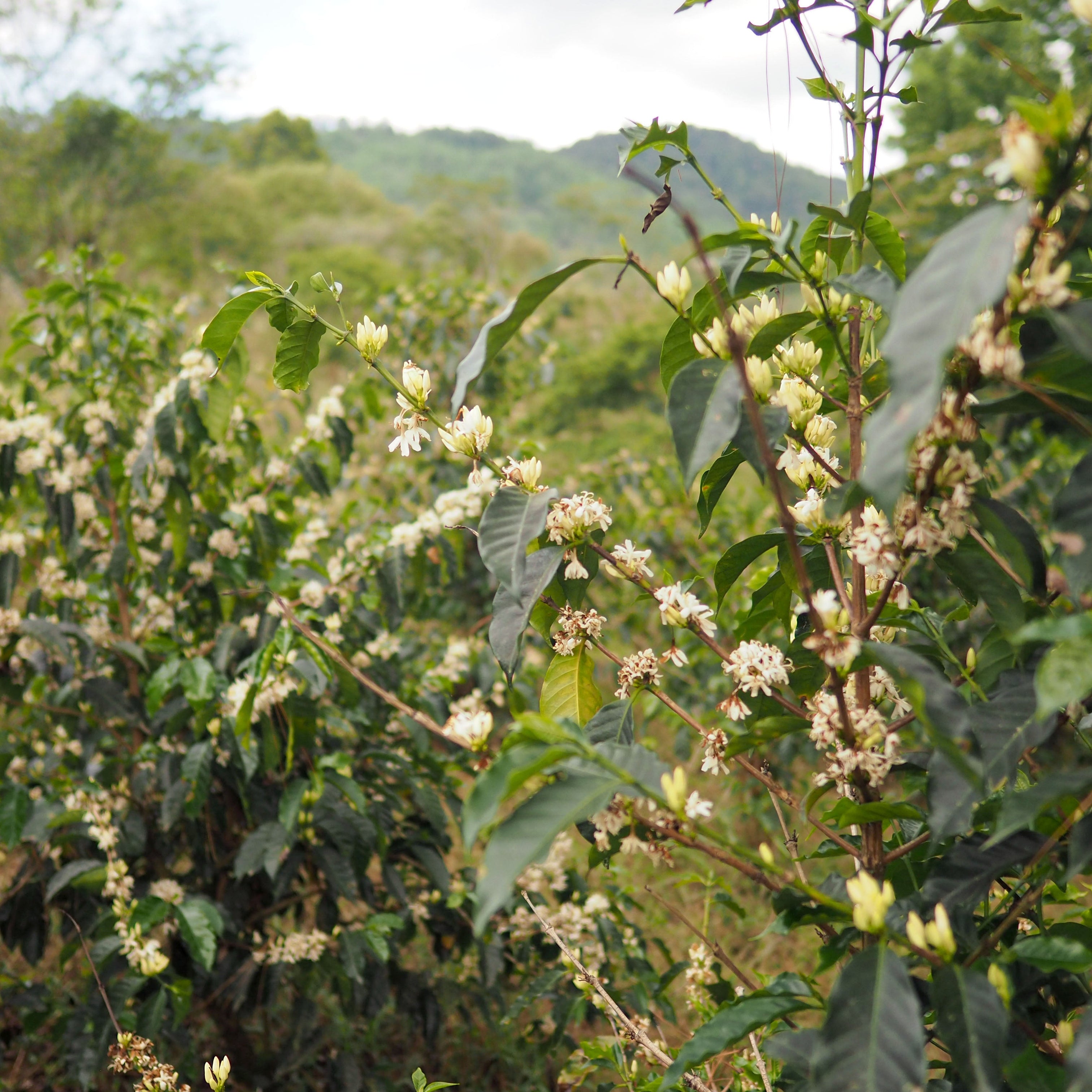 Craft Coffee Roaster | Craft Coffee Roaster